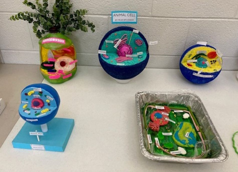 Intermediate (3-5) – Selinsgrove Area School District